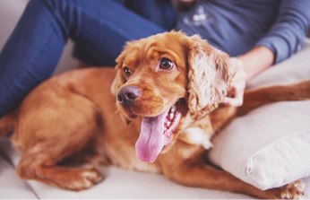 Tesco Pet Insurance Quotes - Cat and Dog Insurance - Tesco Insurance